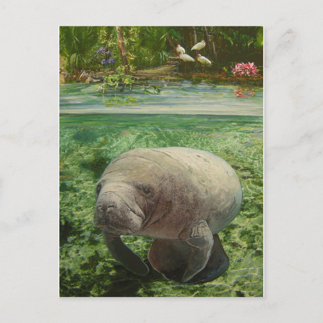 MANATEE POSTCARD | Zazzle