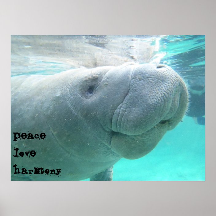 Manatee Poster | Zazzle.com