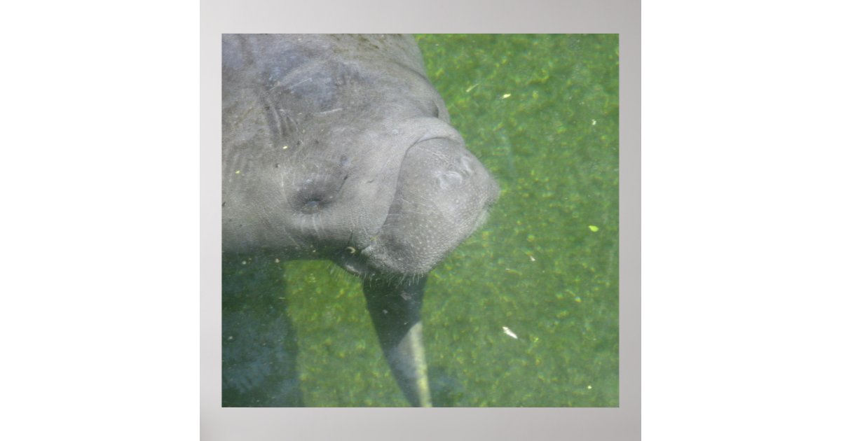 Manatee Smiles Poster | Zazzle