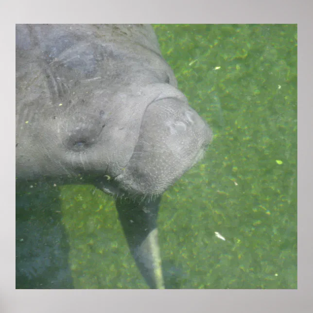 Manatee Smiles Poster | Zazzle