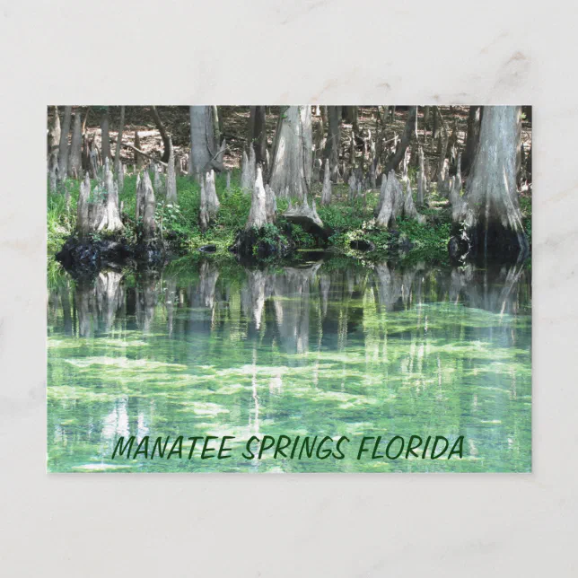 Manatee Springs Fl Postcard | Zazzle