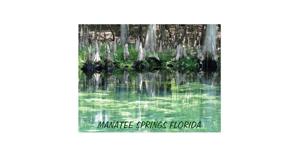 Manatee Springs Fl Postcard | Zazzle.com