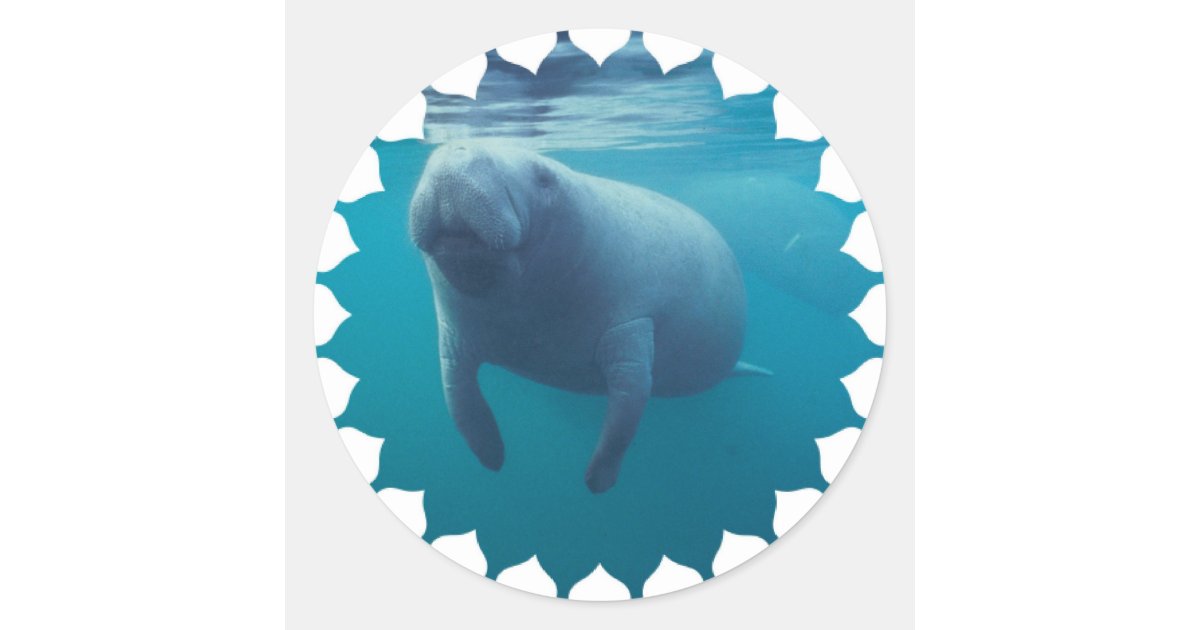 Manatee Stickers | Zazzle