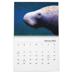 Manatees Wall Calendar | Zazzle
