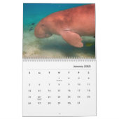 Manatees Wall Calendar | Zazzle