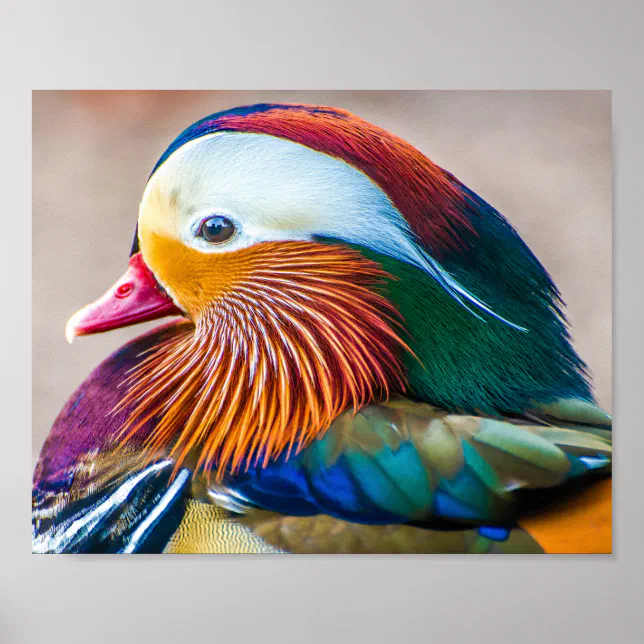 Mandarin Duck Close Up Portrait Poster | Zazzle