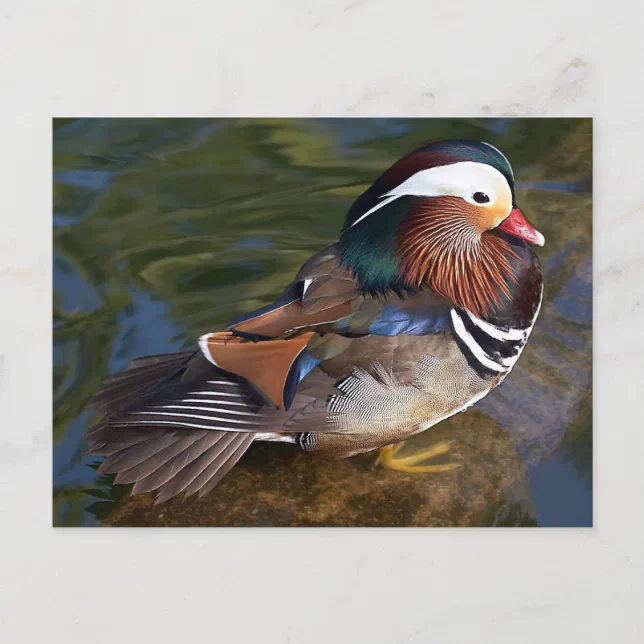 Mandarin Duck Postcard | Zazzle