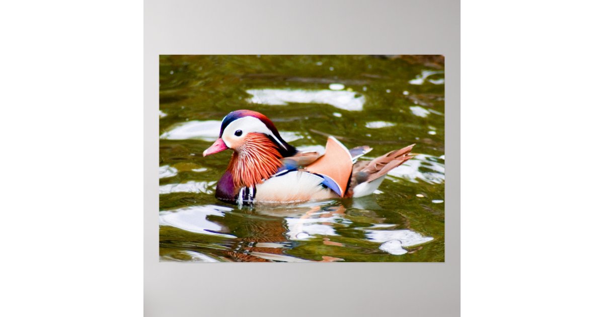 Mandarin Duck Poster | Zazzle