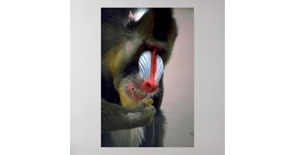 Mandrill Head Poster | Zazzle