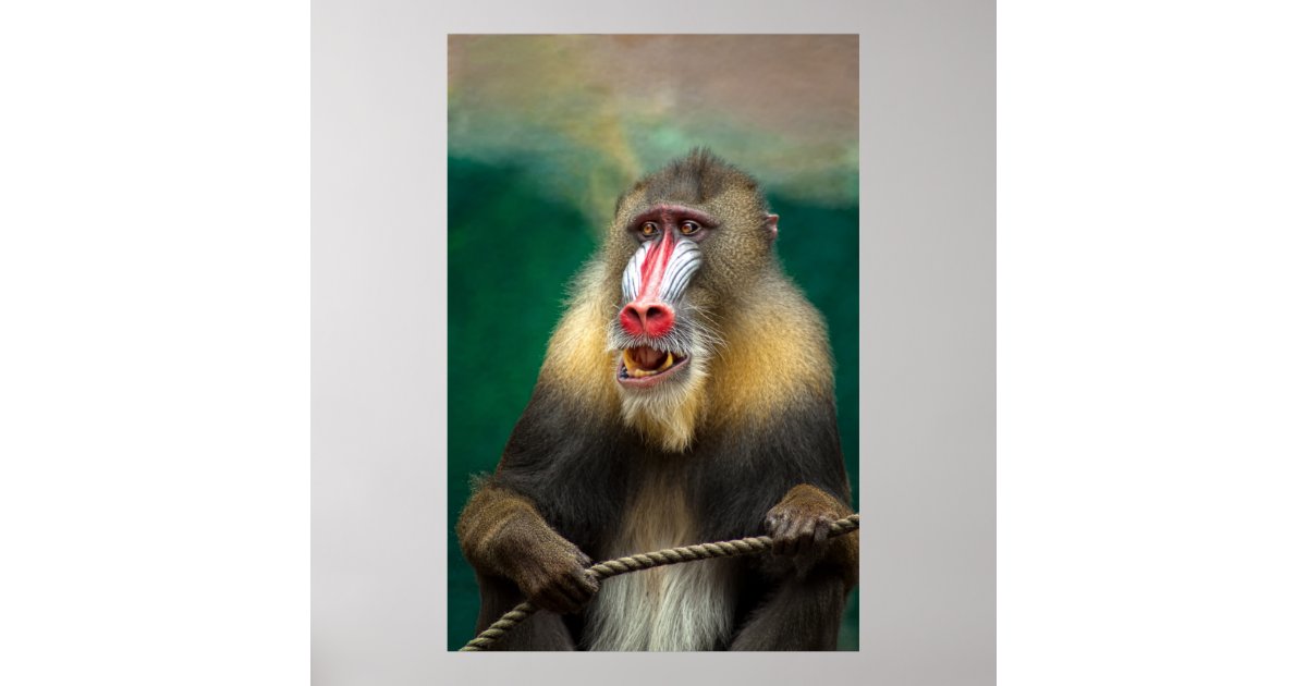 Mandrill Primate Portrait Poster | Zazzle
