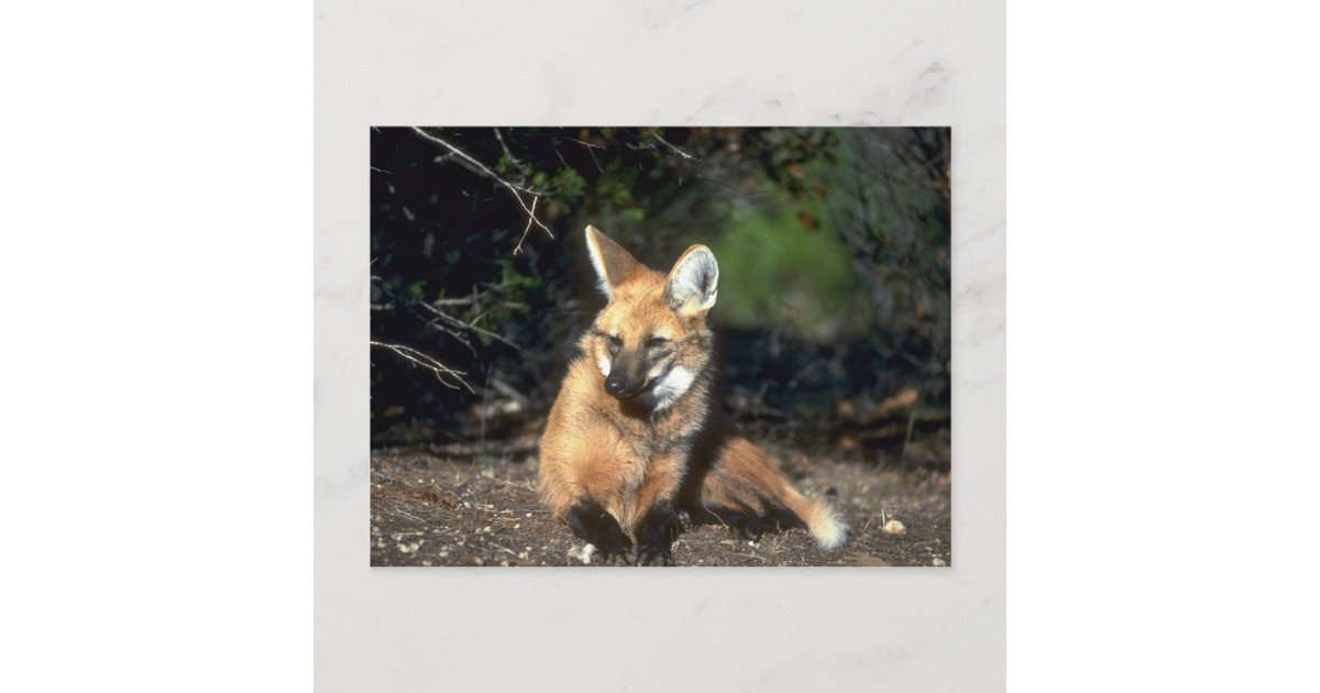 Maned Wolf lying down Postcard | Zazzle