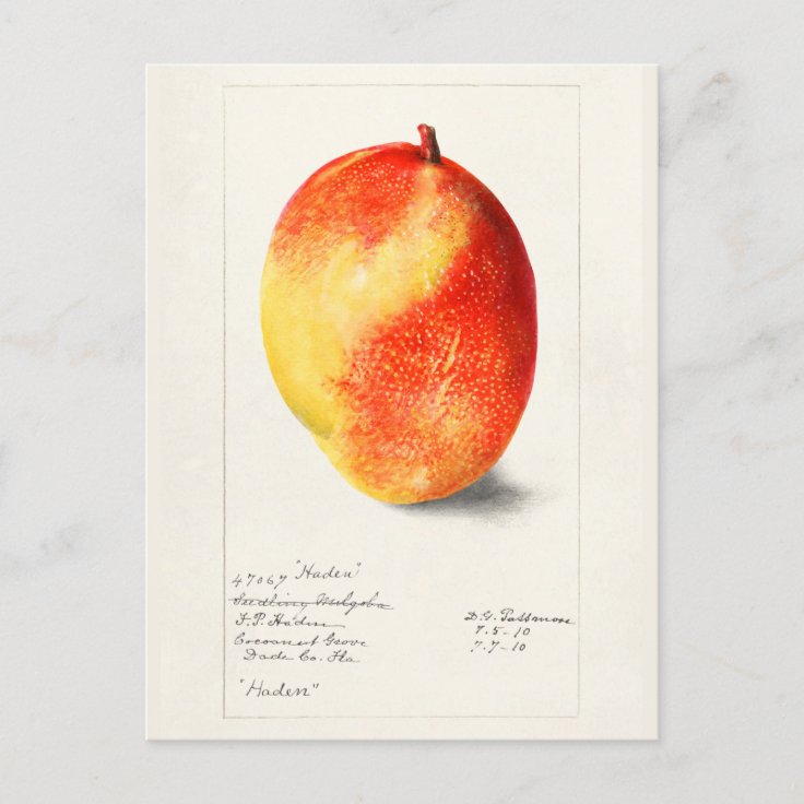 Mango (Mangifera Indica) Fruit Watercolor Painting Postcard | Zazzle