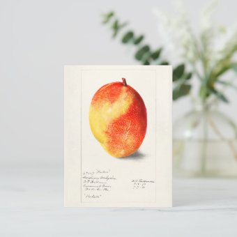 Mango (Mangifera Indica) Fruit Watercolor Painting Postcard | Zazzle