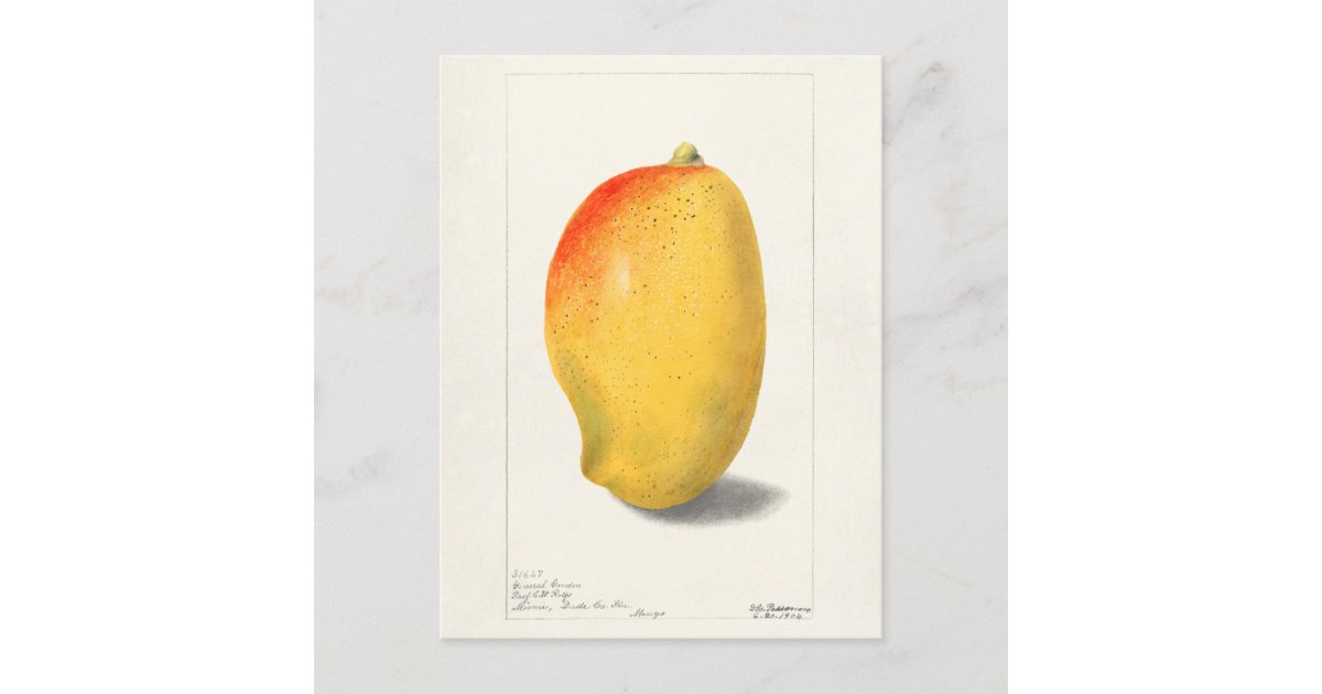 Mango (Mangifera Indica) Fruit Watercolor Painting Postcard | Zazzle