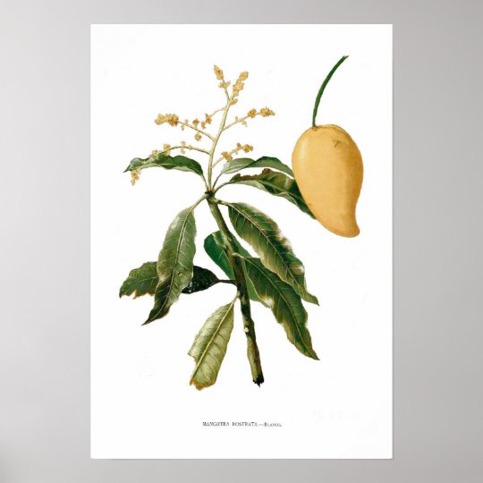 Mango Poster | Zazzle.com