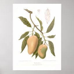 Mango Poster | Zazzle