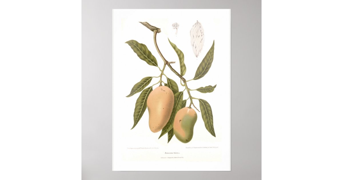 Mango Poster | Zazzle