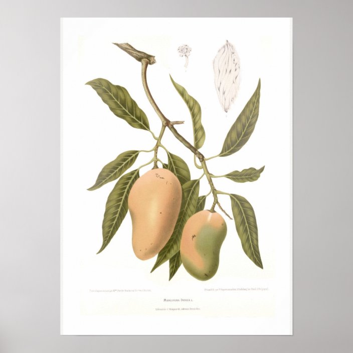 Mango Poster | Zazzle.com