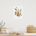 Mango Poster | Zazzle