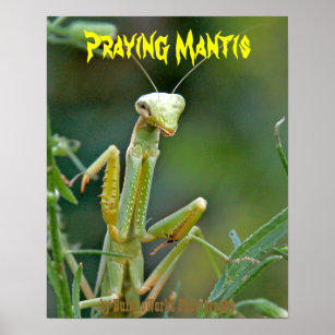 Praying Mantis Posters & Prints | Zazzle