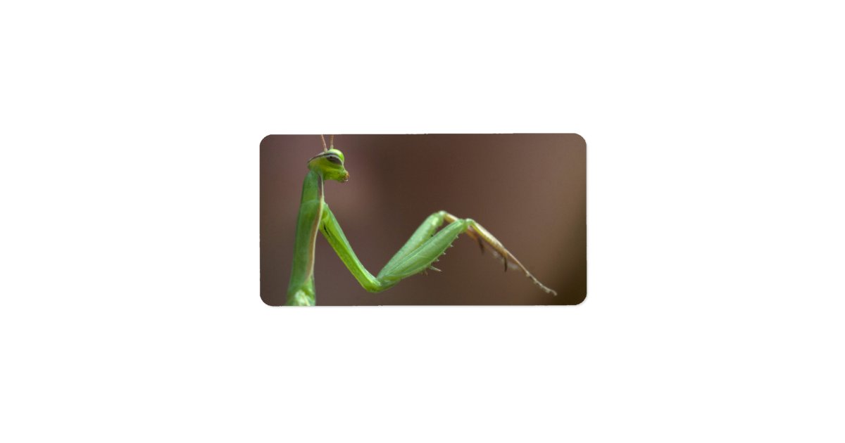 Mantis religiosa label | Zazzle