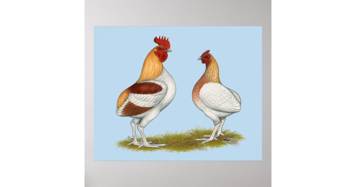 Manx Rumpies Poster | Zazzle