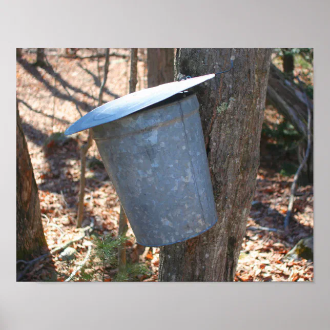 Maple Sugar Sap Bucket On Tree Nature Poster | Zazzle