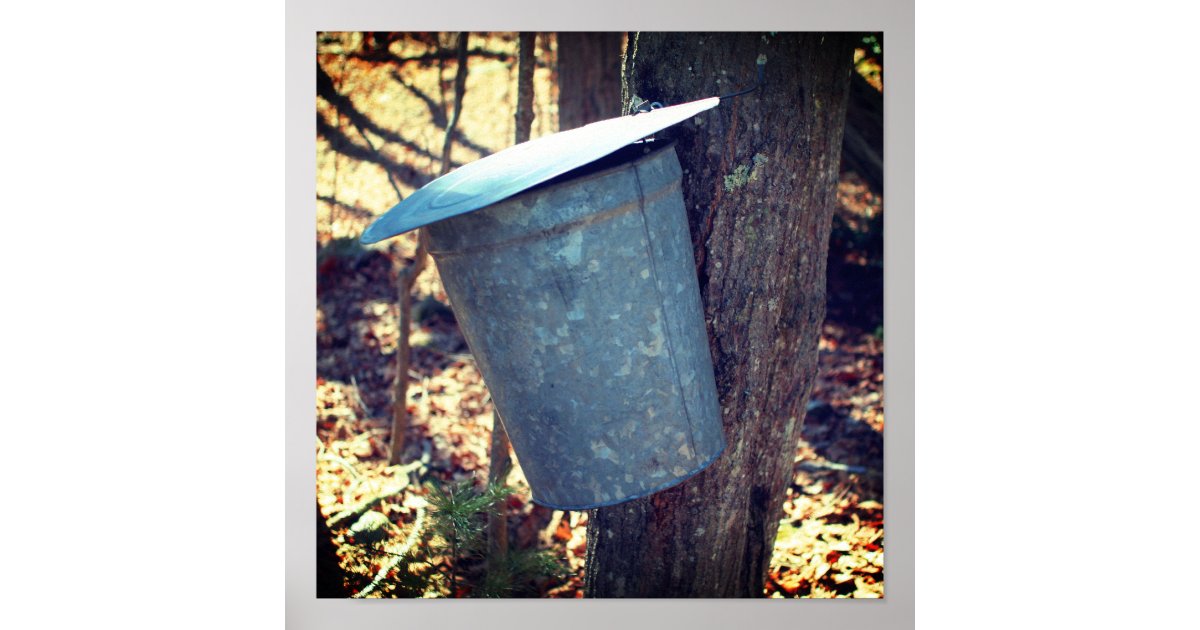 Maple Syrup Sugar Sap Bucket On Tree Poster | Zazzle