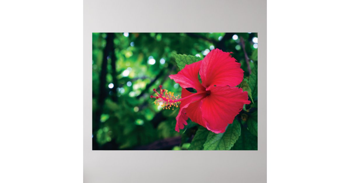 Mar Pacifico Flower 28" x 20" Poster | Zazzle