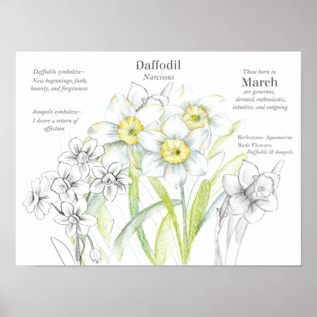 March Birthday Daffodils Birth Month Flower Poster | Zazzle