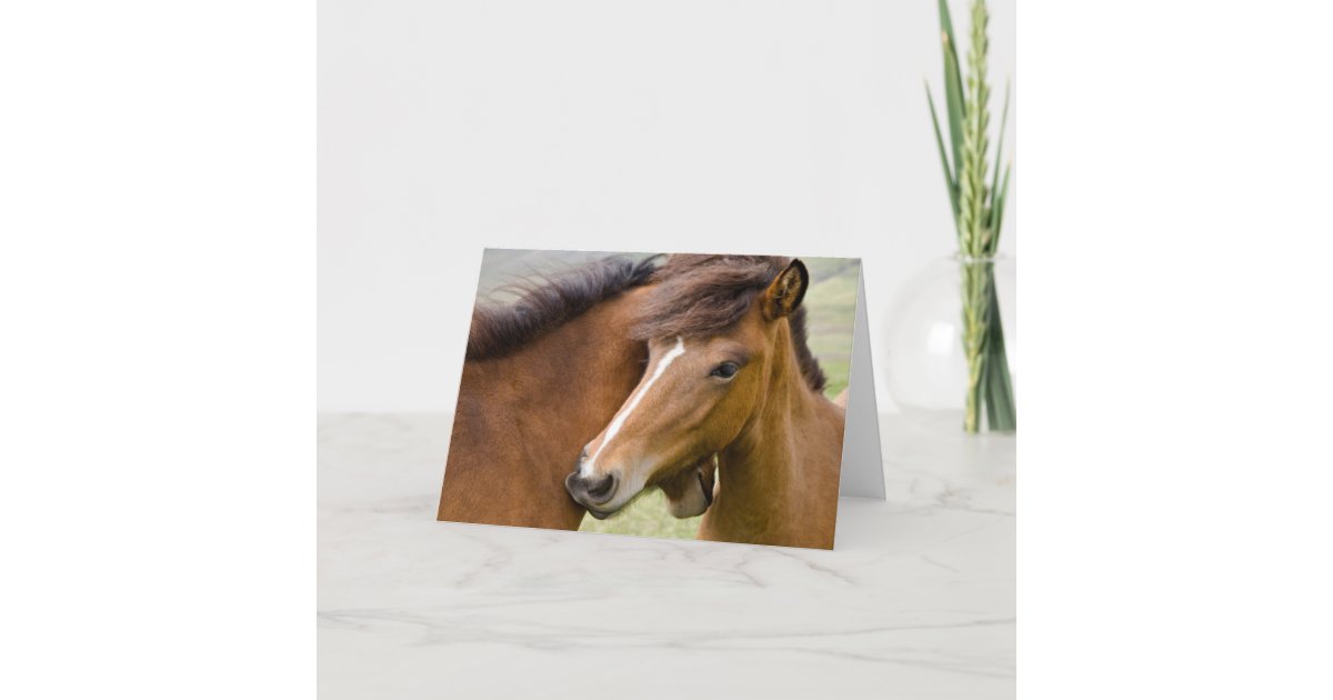 Mare And Colt Card | Zazzle