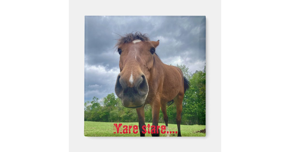 mare stare magnet | Zazzle