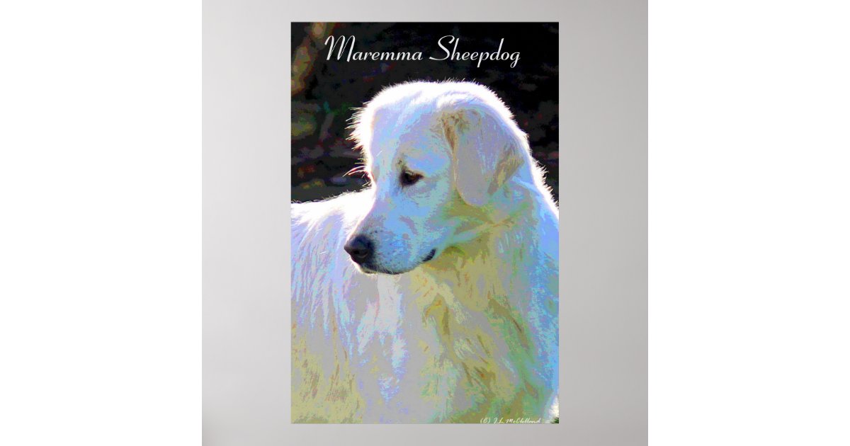 Maremma sheepdog pop art poster | Zazzle