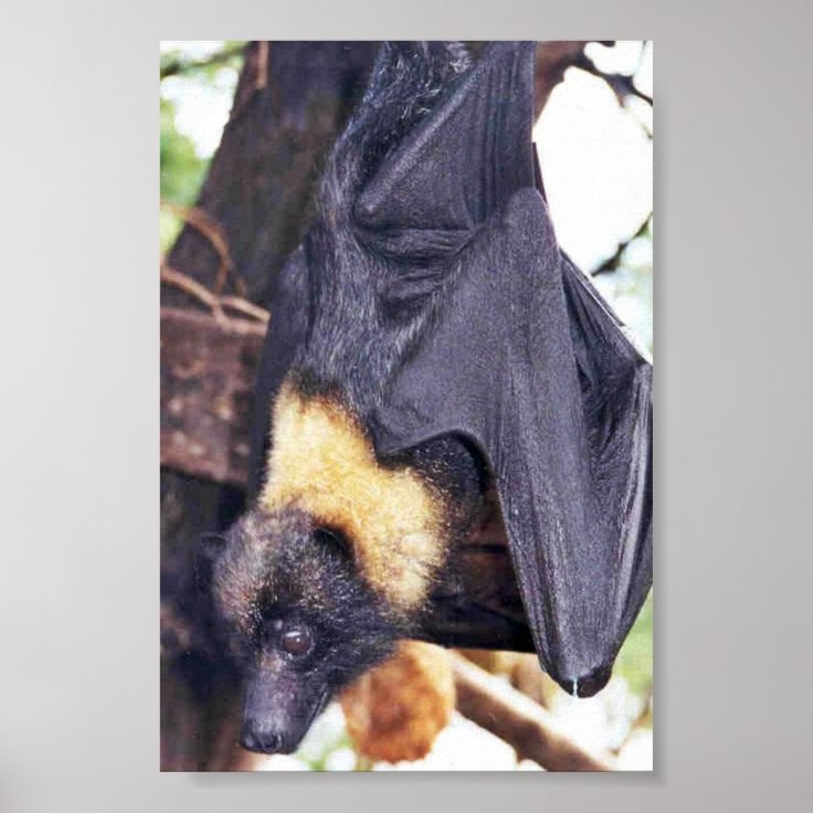 Mariana Fruit Bat Poster | Zazzle