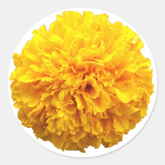 Marigold Classic Round Sticker | Zazzle.com