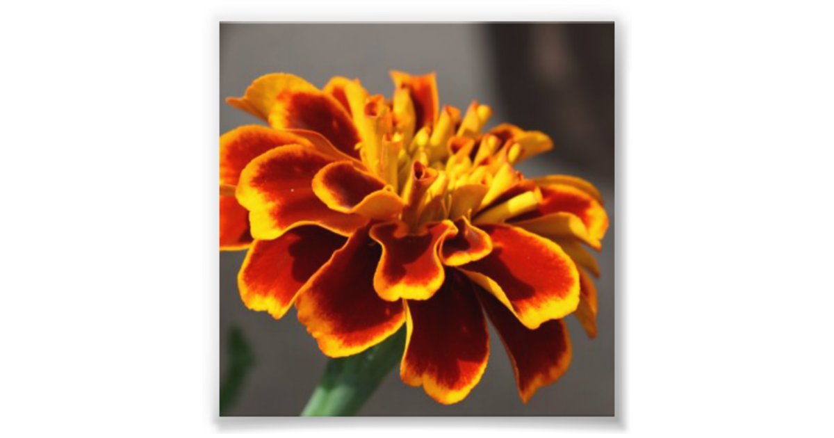 Marigold Photo Print | Zazzle