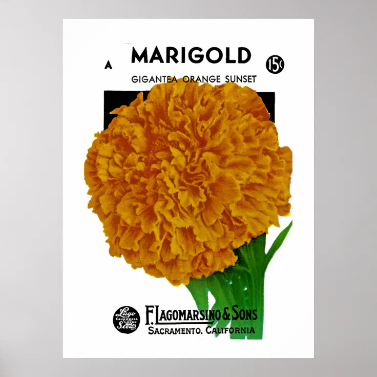 Marigold Vintage Seed Packet Poster | Zazzle