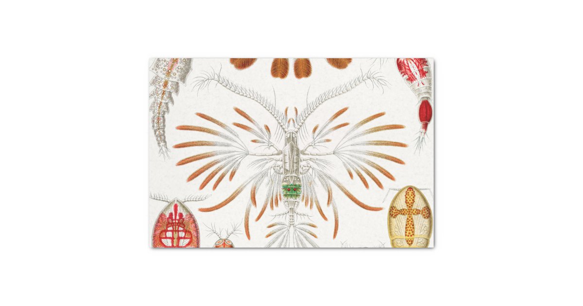 Marine Life Crustaceans, Copepoda by Ernst Haeckel Tissue Paper | Zazzle
