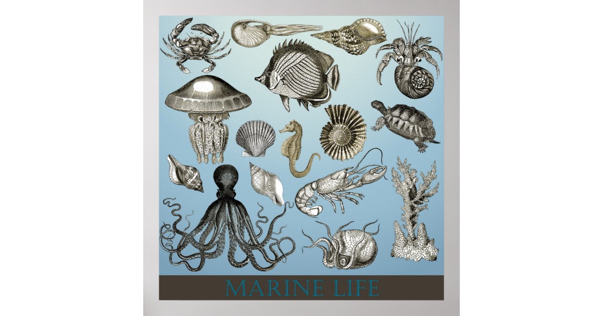 Marine Life poster | Zazzle