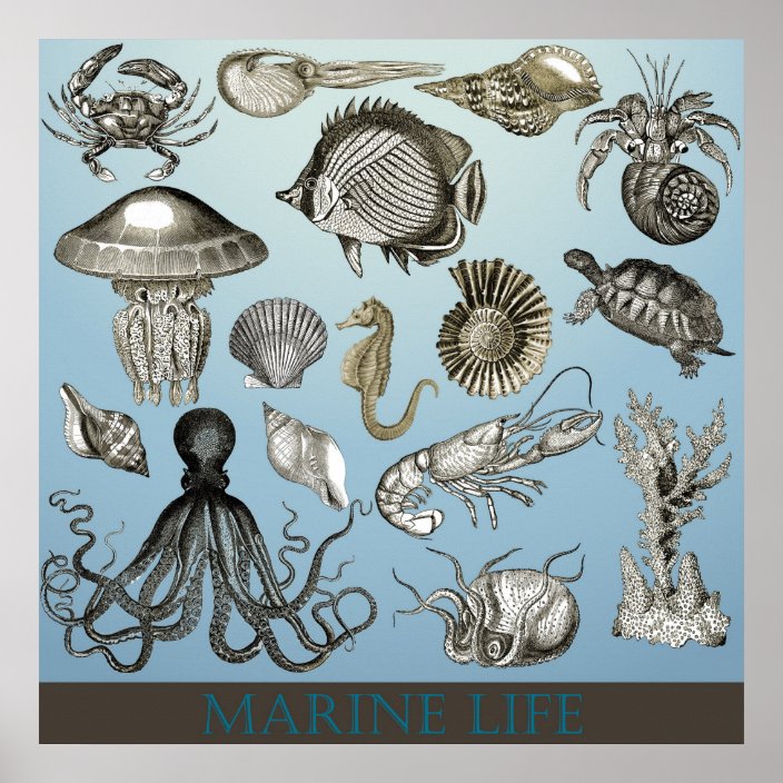 Marine Life poster | Zazzle.com