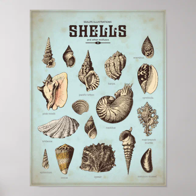 Marine poster with various sea shells | Zazzle