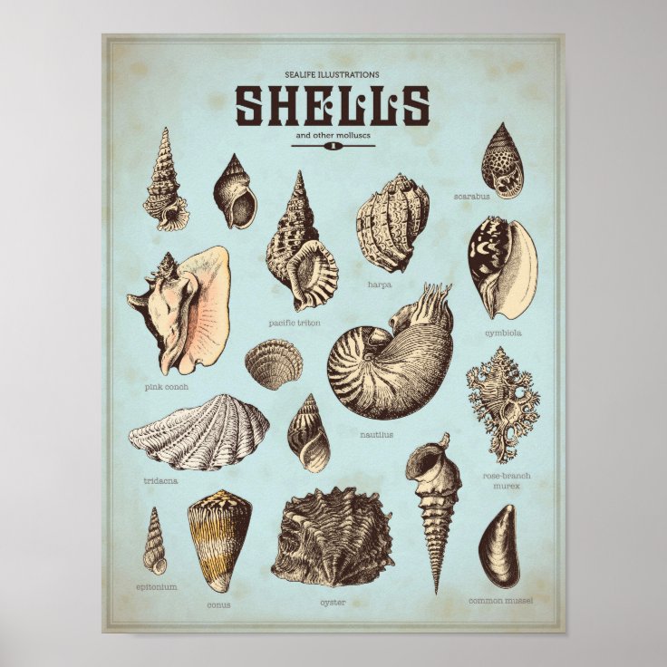 Marine poster with various sea shells | Zazzle