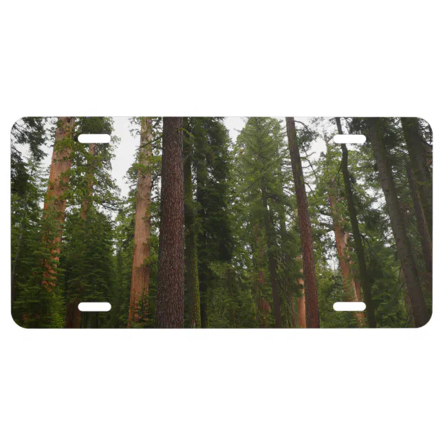 Mariposa Grove in Yosemite National Park License Plate | Zazzle