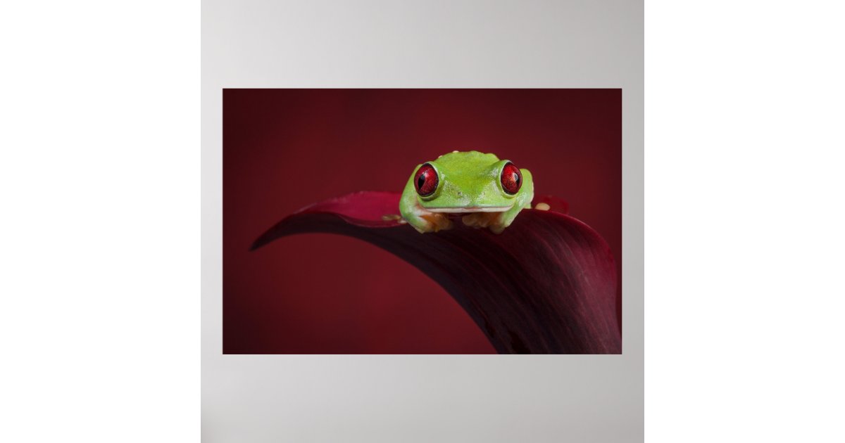 Maroon eyed Gliding tree frog Poster | Zazzle