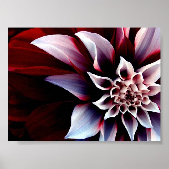 Maroon Poster | Zazzle.com