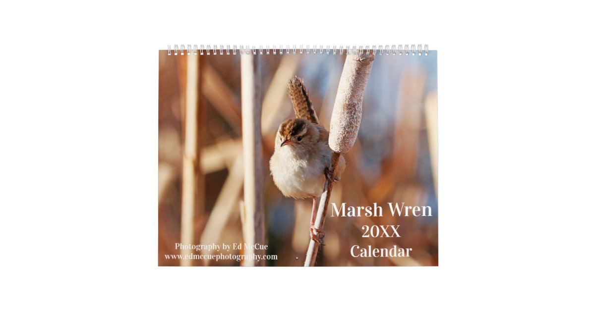 Marsh Wren Calendar | Zazzle