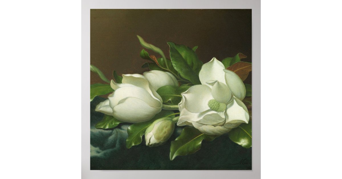 Martin Johnson Heade - Magnolias Poster | Zazzle