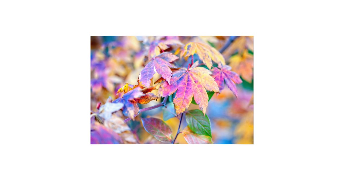 Marvelous Japanese Maple leaves Photo Print | Zazzle