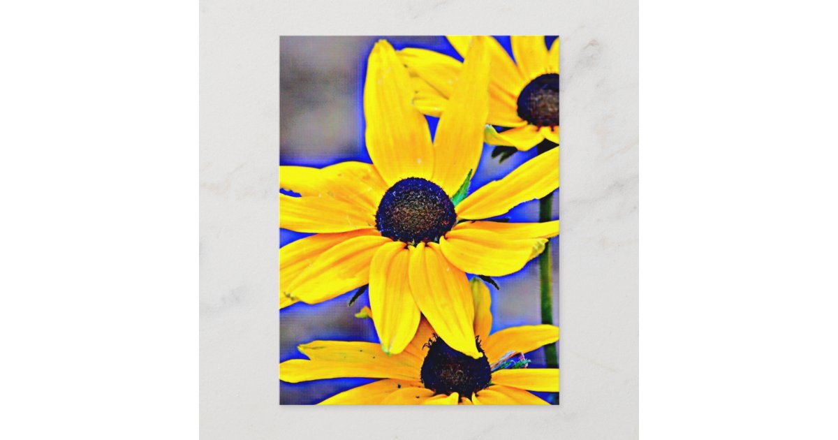 Maryland Black Eyed Susan Postcard | Zazzle