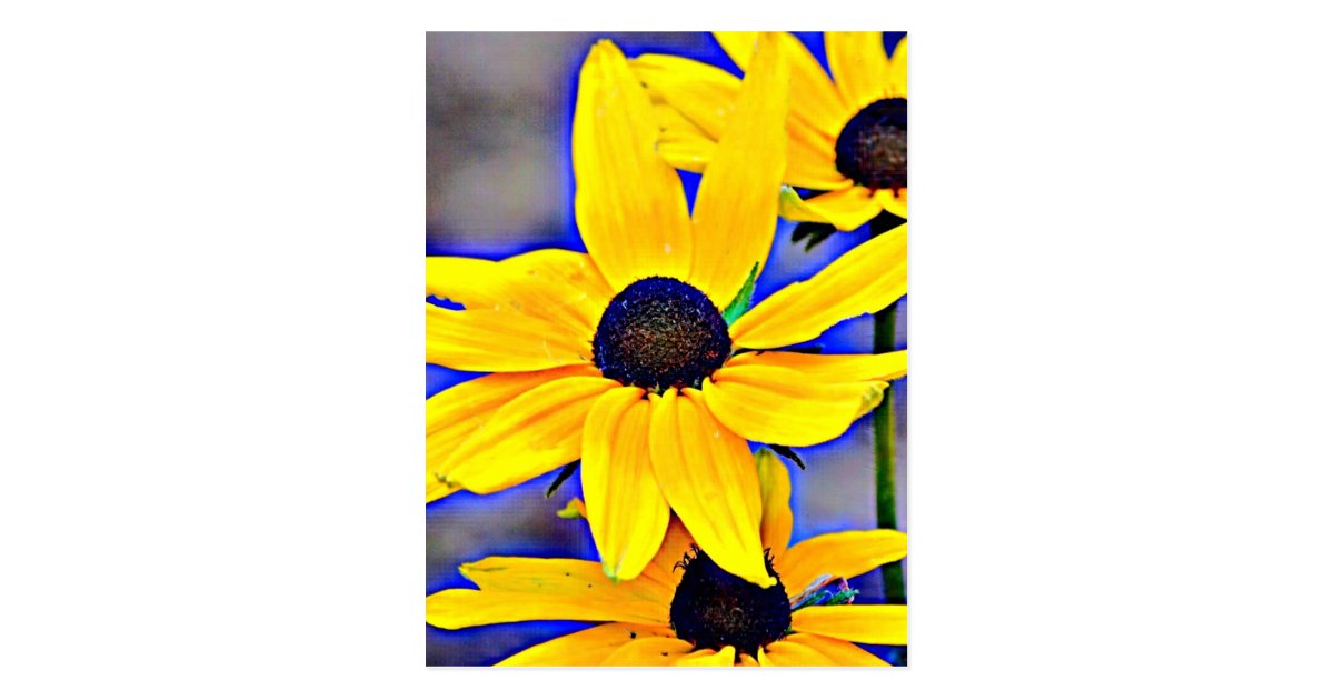 Maryland Black Eyed Susan Postcard | Zazzle.com